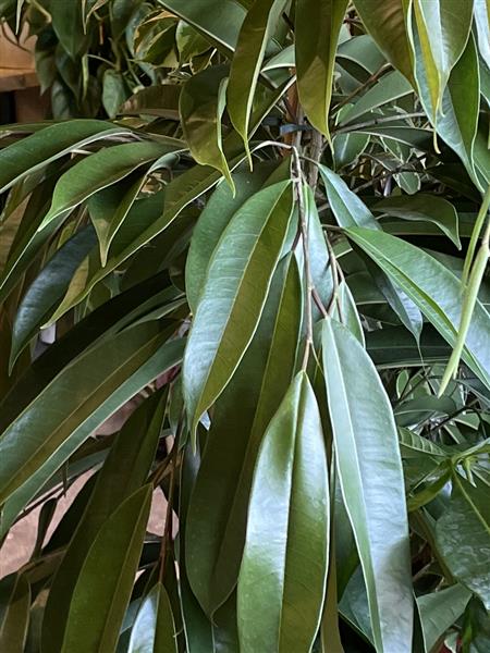 Ficus Amstel King